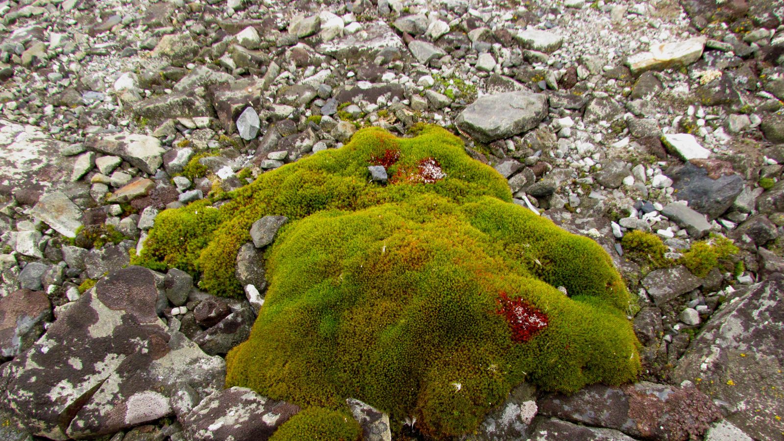 New Map Reveals the Extent of Vegetation in Antarctica